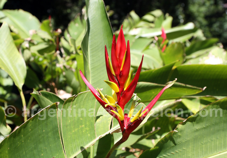 Heliconia subulata